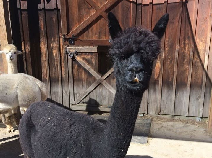 Green River Alpacas | Exeter, RI 02822