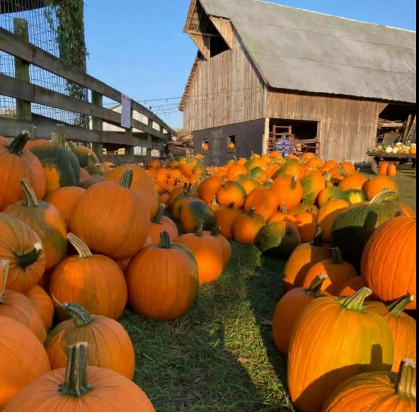 Fowler Pumpkin Patch