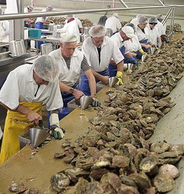 Barnes Wild Bluff Oysters
