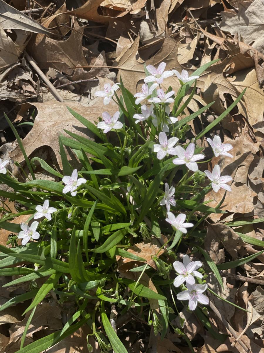 Spring Ephemeral Wildflower Hike