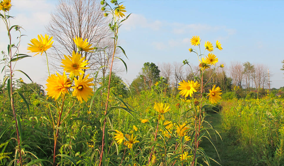 Cressmoor Prairie Nature Preserve