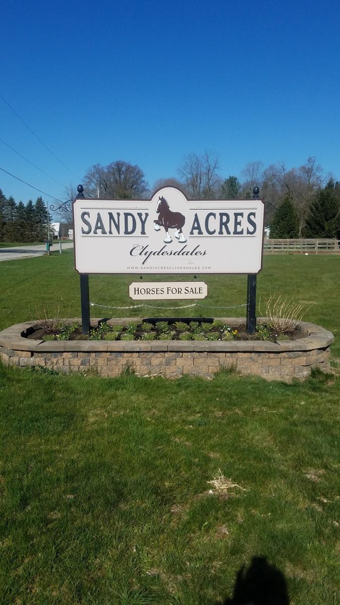 Sandy Acres Clydesdales