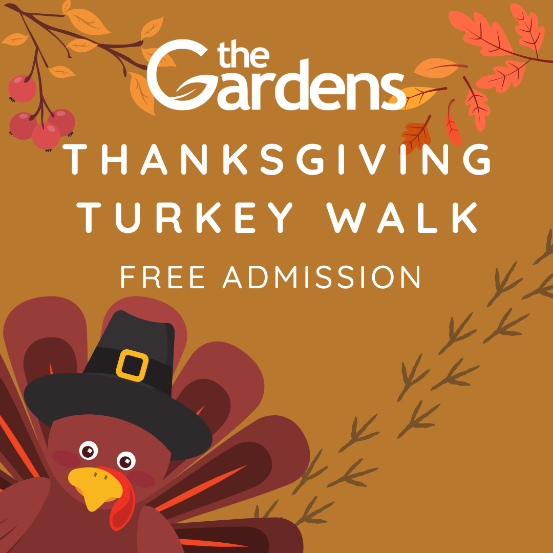 Thanksgiving Turkey Walk