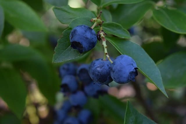Blueberries of Indiana