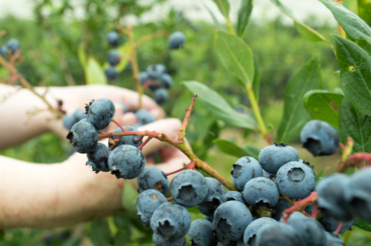 Blueberry Knoll Berry Farm