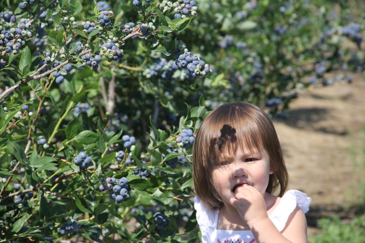 Park's Blueberries and Country Store