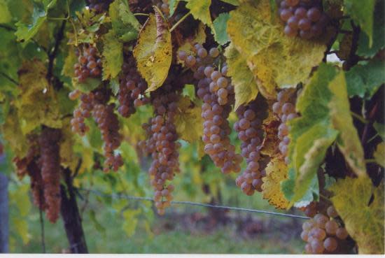 Sanson Estate Winery