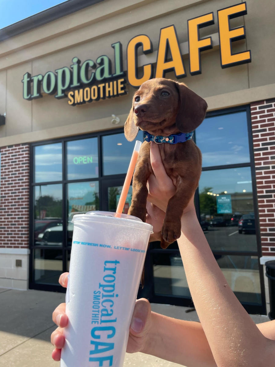 Tropical Smoothie Cafe - North