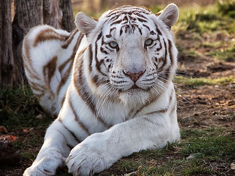 National Tiger Sanctuary