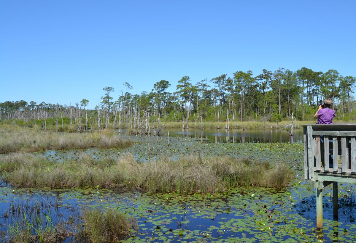 Big Branch Marsh National Wildlife Refuge