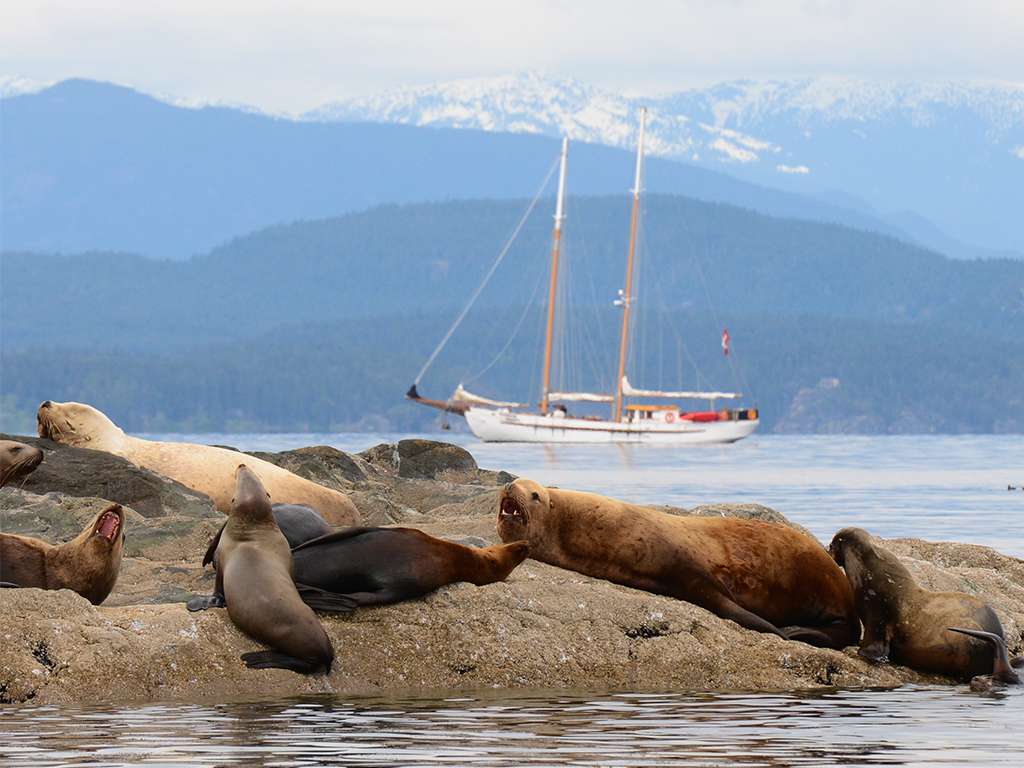 Maple Leaf Adventures