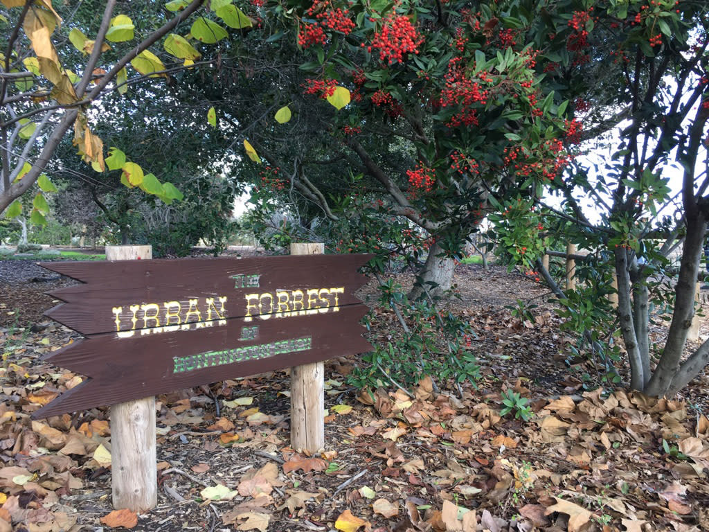 Urban Forest