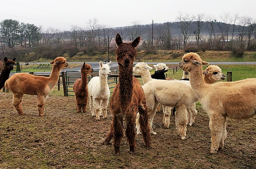 Country Vale Alpacas | New Columbia, PA