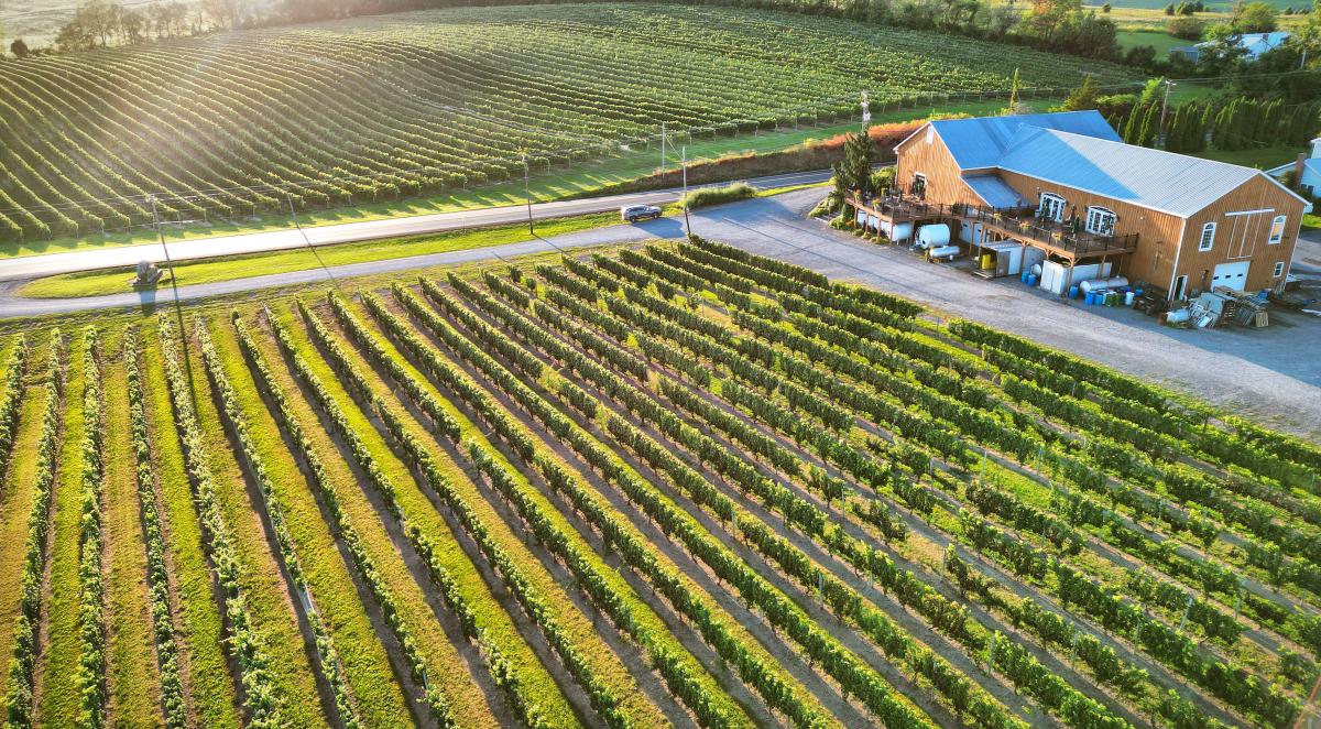 Shade Mountain Winery & Vineyards | Middleburg, PA