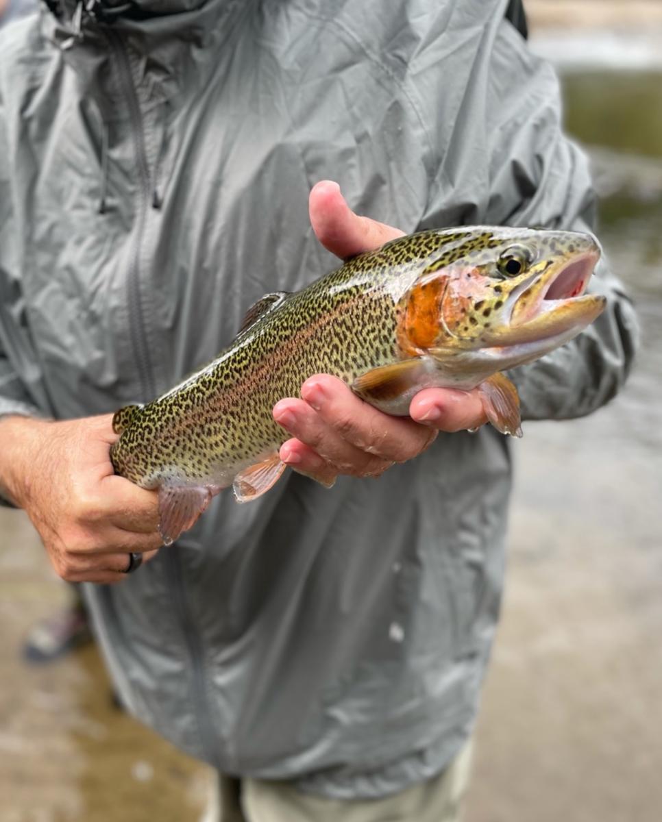 Tuckaseegee Fly Shop