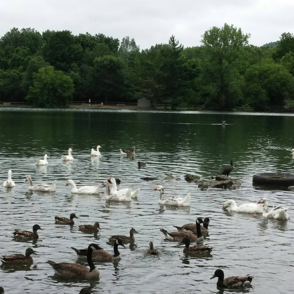 Webster Pond