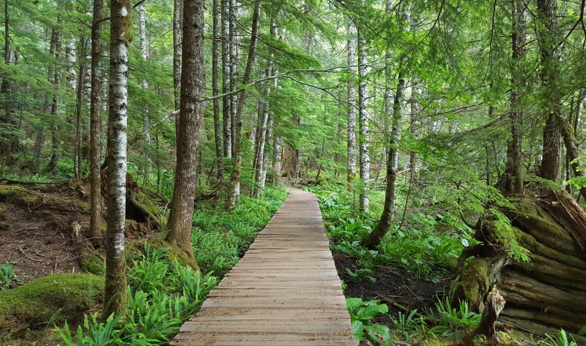 Trail of Shadows at Mount Rainier