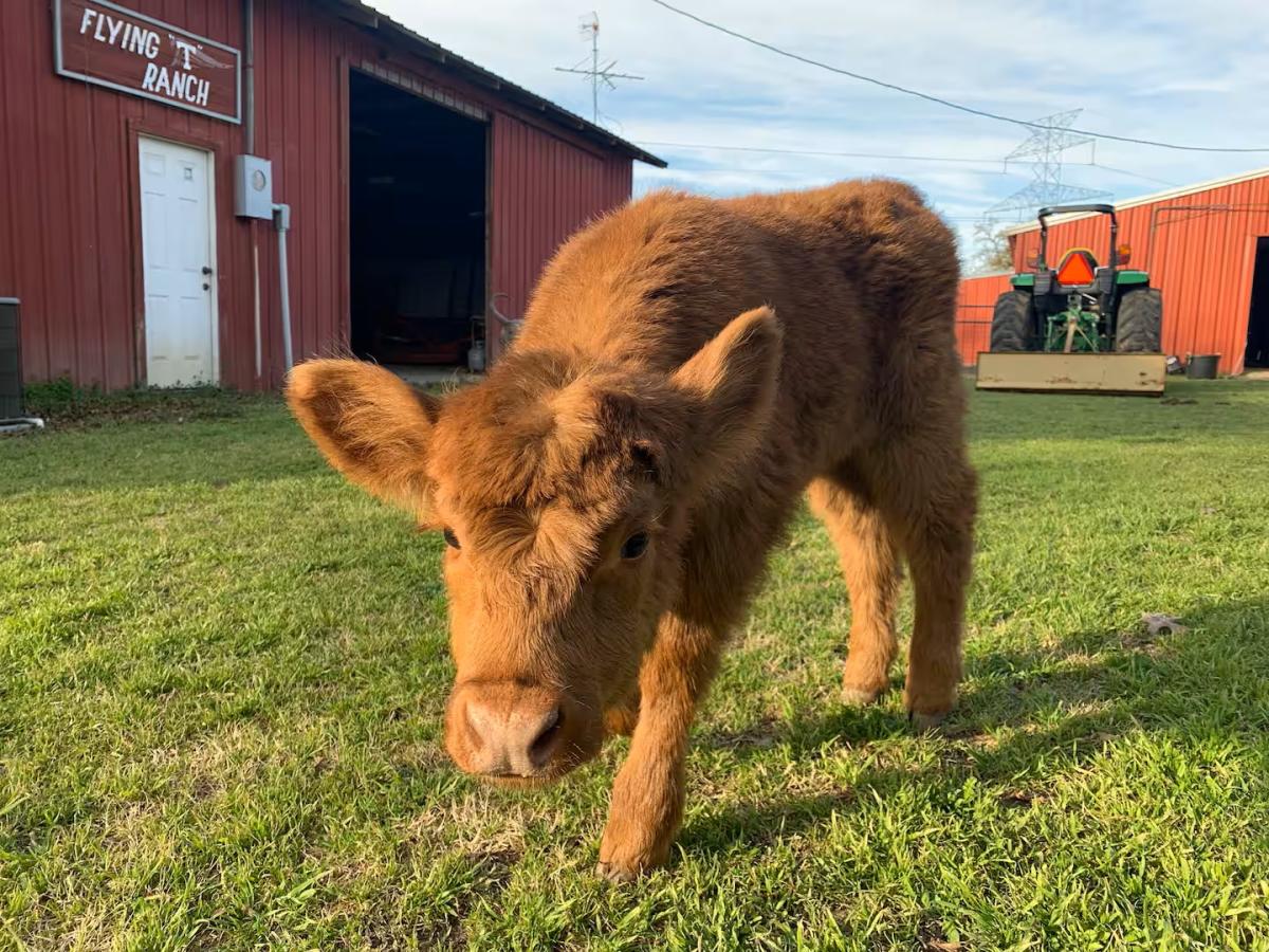 The Screaming Goat Funny Farm