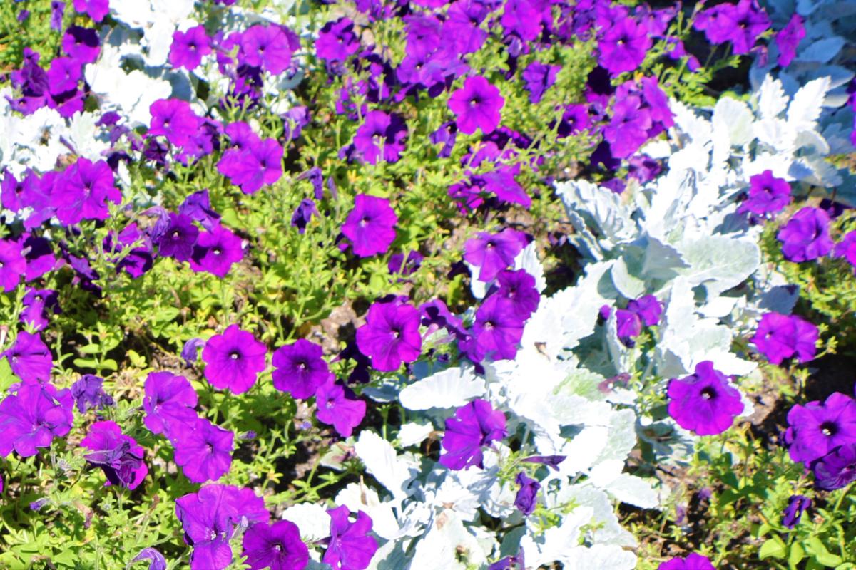 Carriage House Floral Design | Traverse City, MI 49684