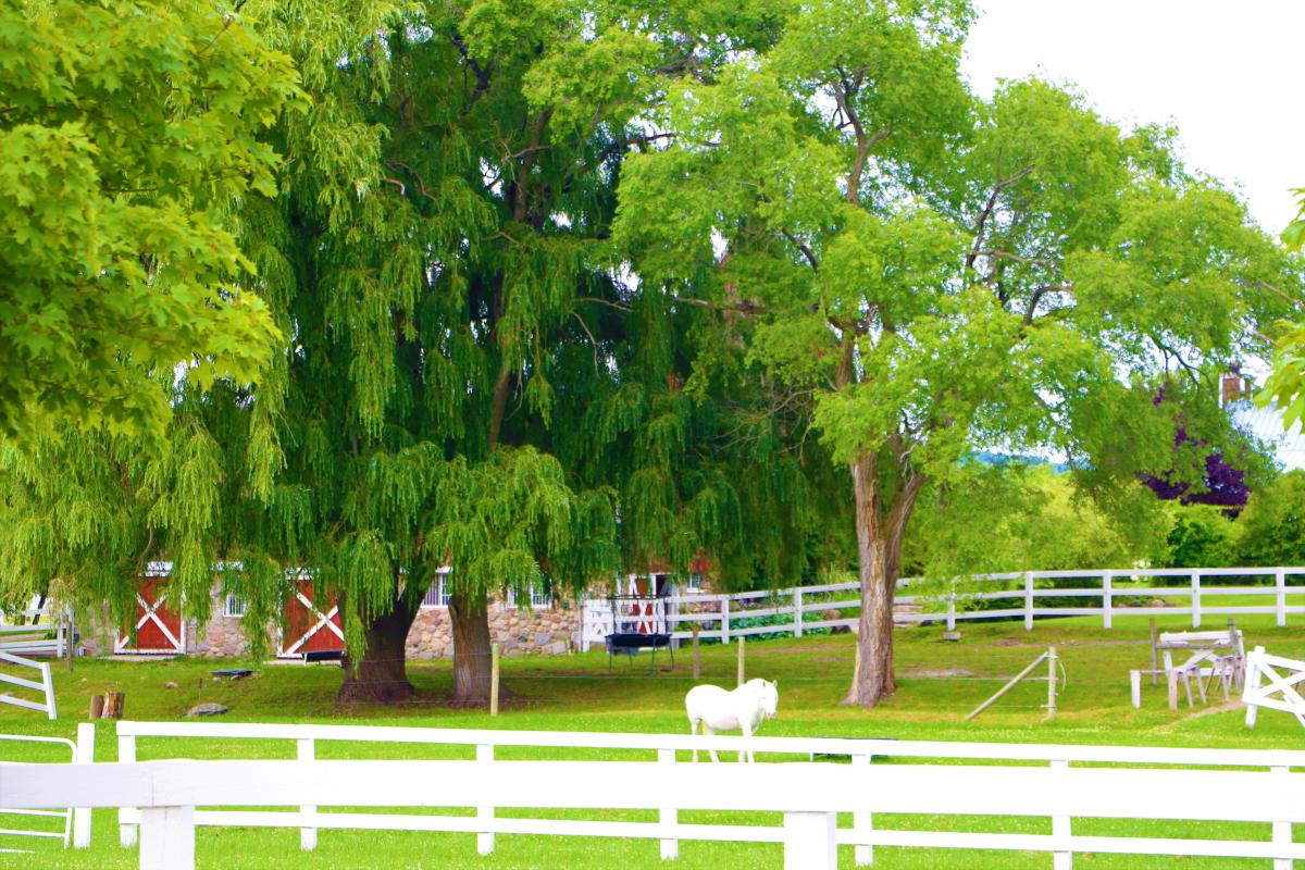 Crooked Creek Ranch | Cedar, MI 49621