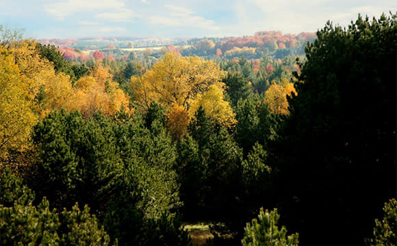 Reffitt Nature Preserve | Traverse City, MI 49686