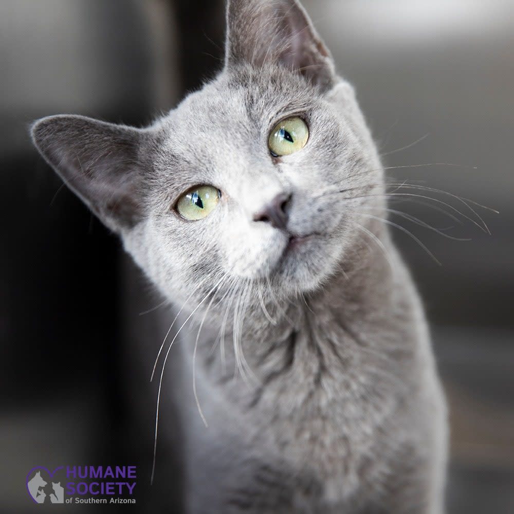 Humane Society of Southern Arizona | Tucson, AZ 85705