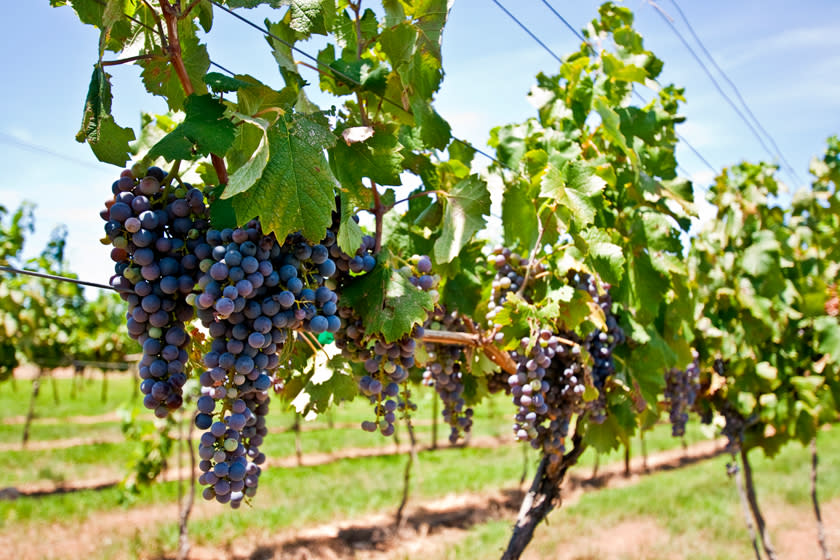 Arizona Winery Tours | AZ