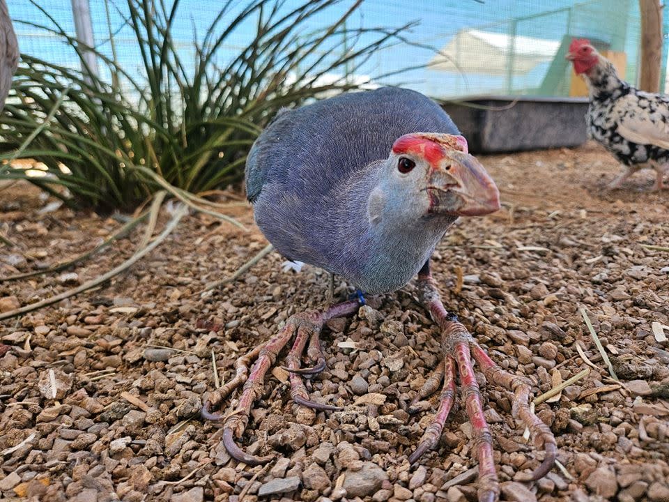 Ghost Ranch Exotics | Marana, AZ 85653