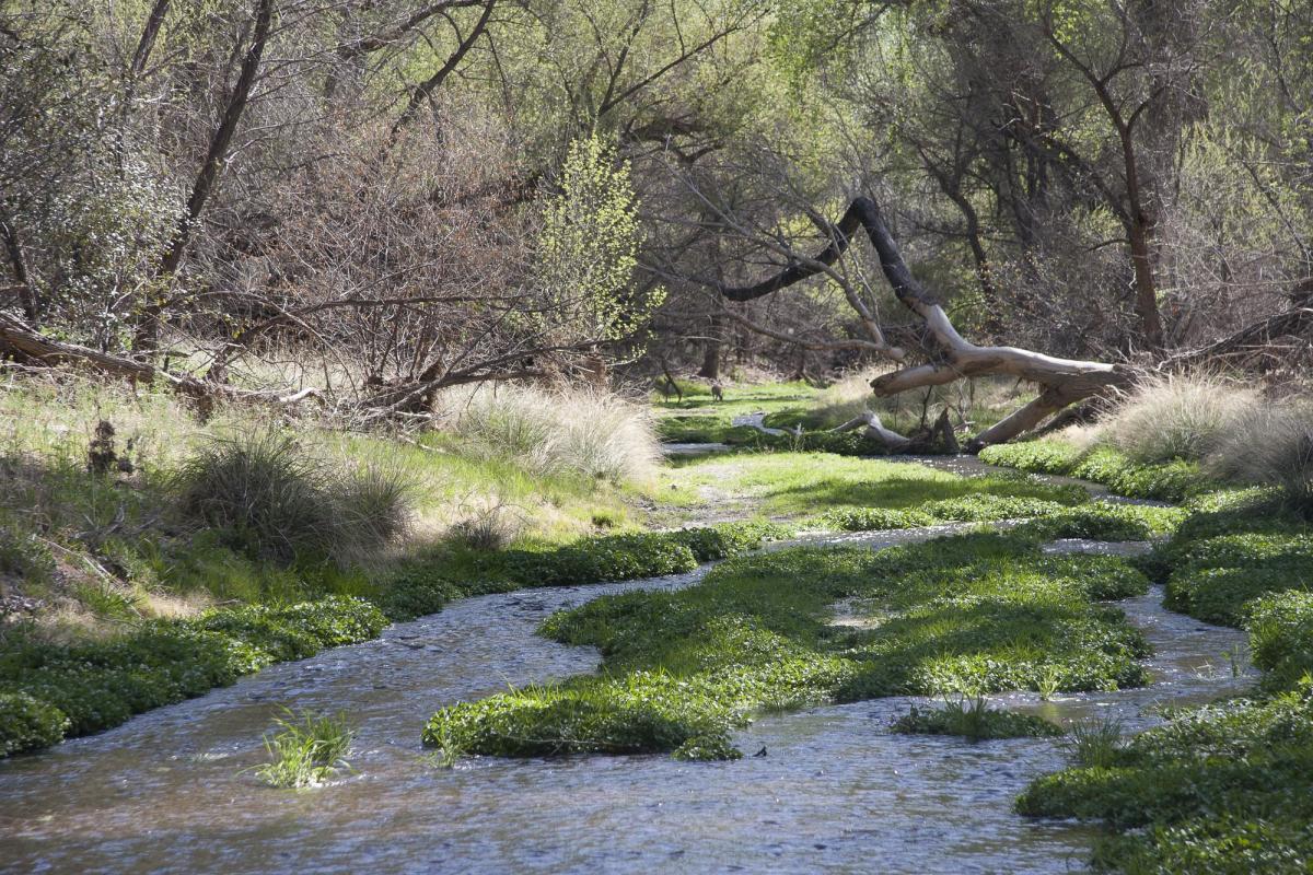 Watershed Management Group | Tucson, AZ 85716