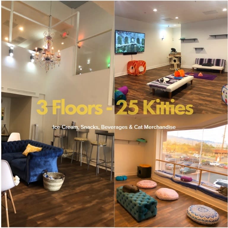 El Jefe Cat Cafe | Tucson, AZ 85719