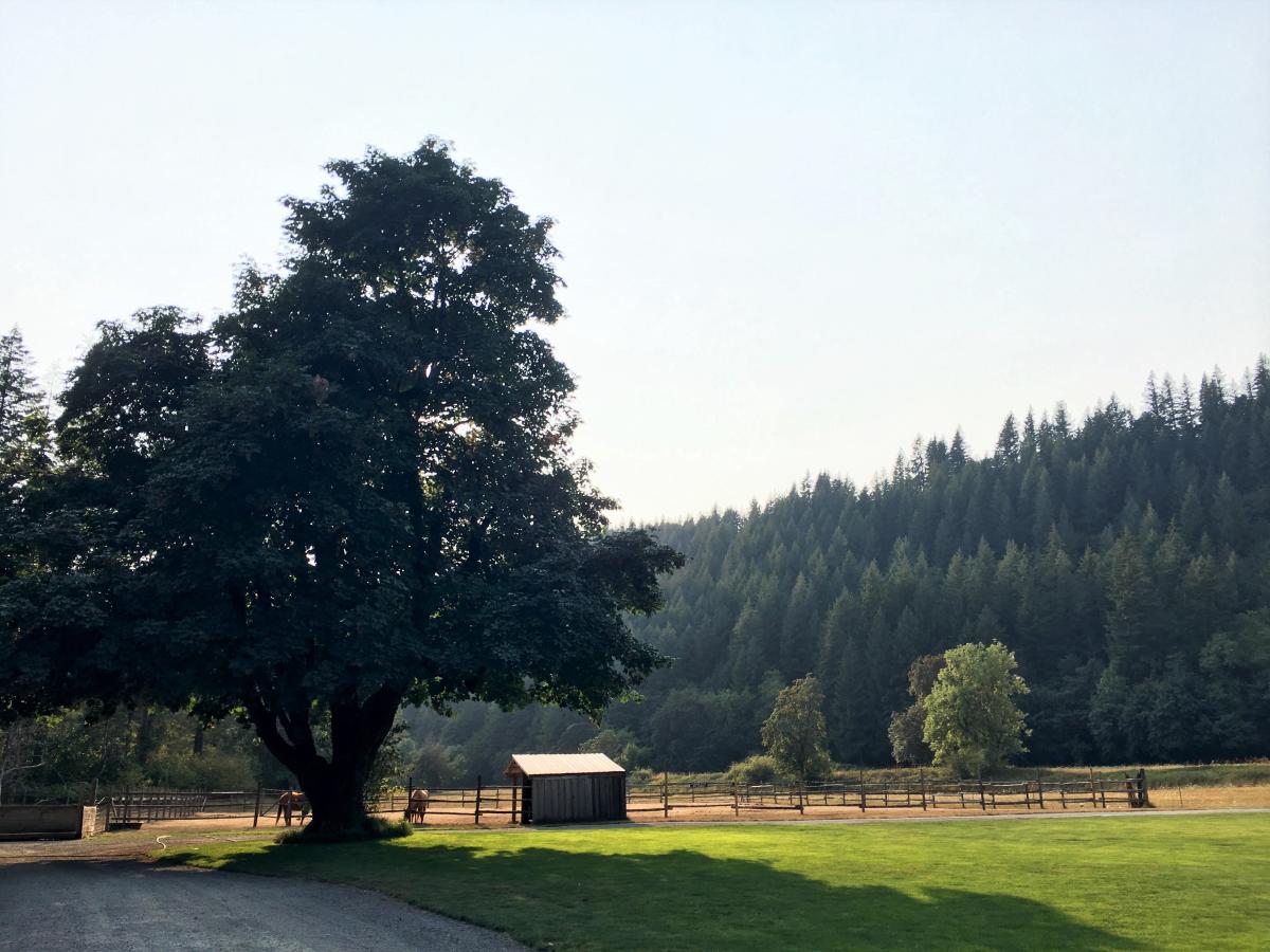 Country Life Fair