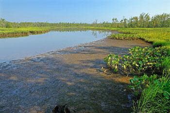 Cumberland Marsh Natural Area Preserve