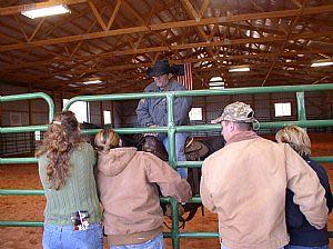 Red Horse Equine Training at Anna Valley Farm