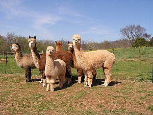 Lagniappe Farm Alpacas