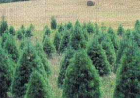 Leatherwood Tree Farm