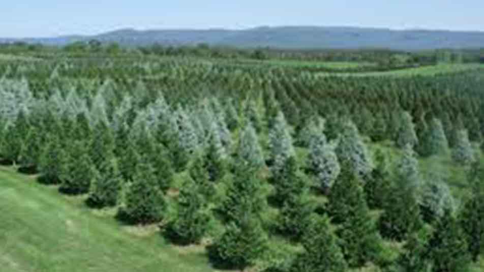 Mountain View Tree Farm