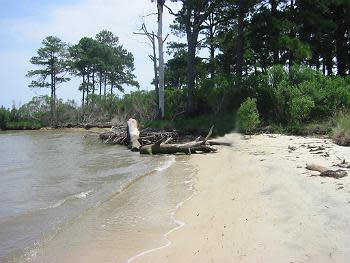 Dameron Marsh Natural Area Preserve