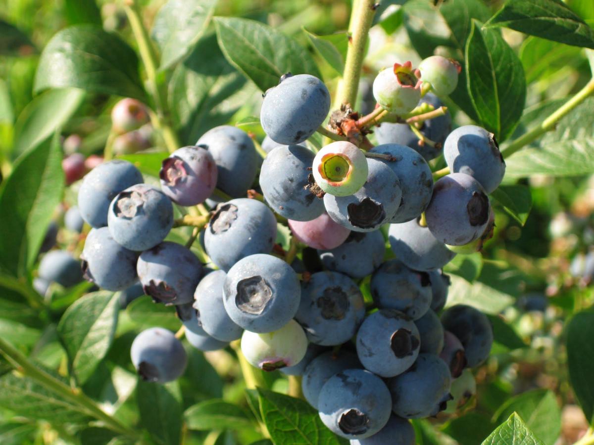 Henley Mountain Berry Farm