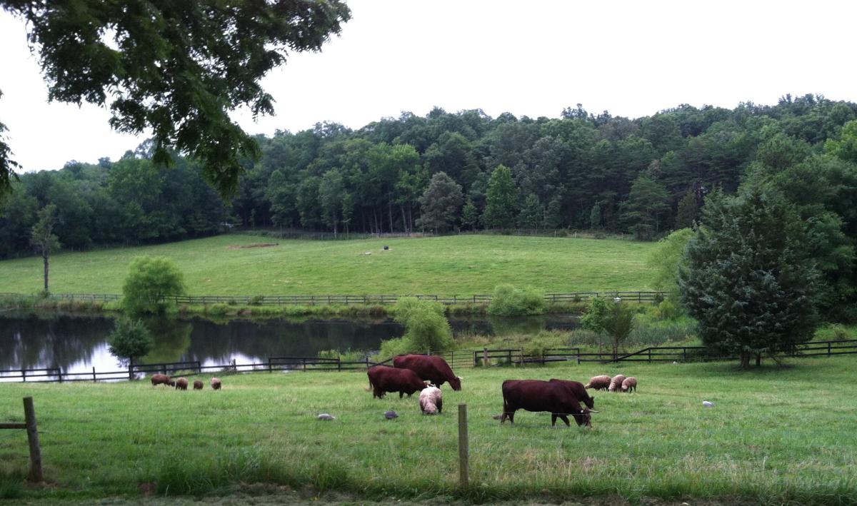 Walnut Hill Farm at Elm Springs LLC