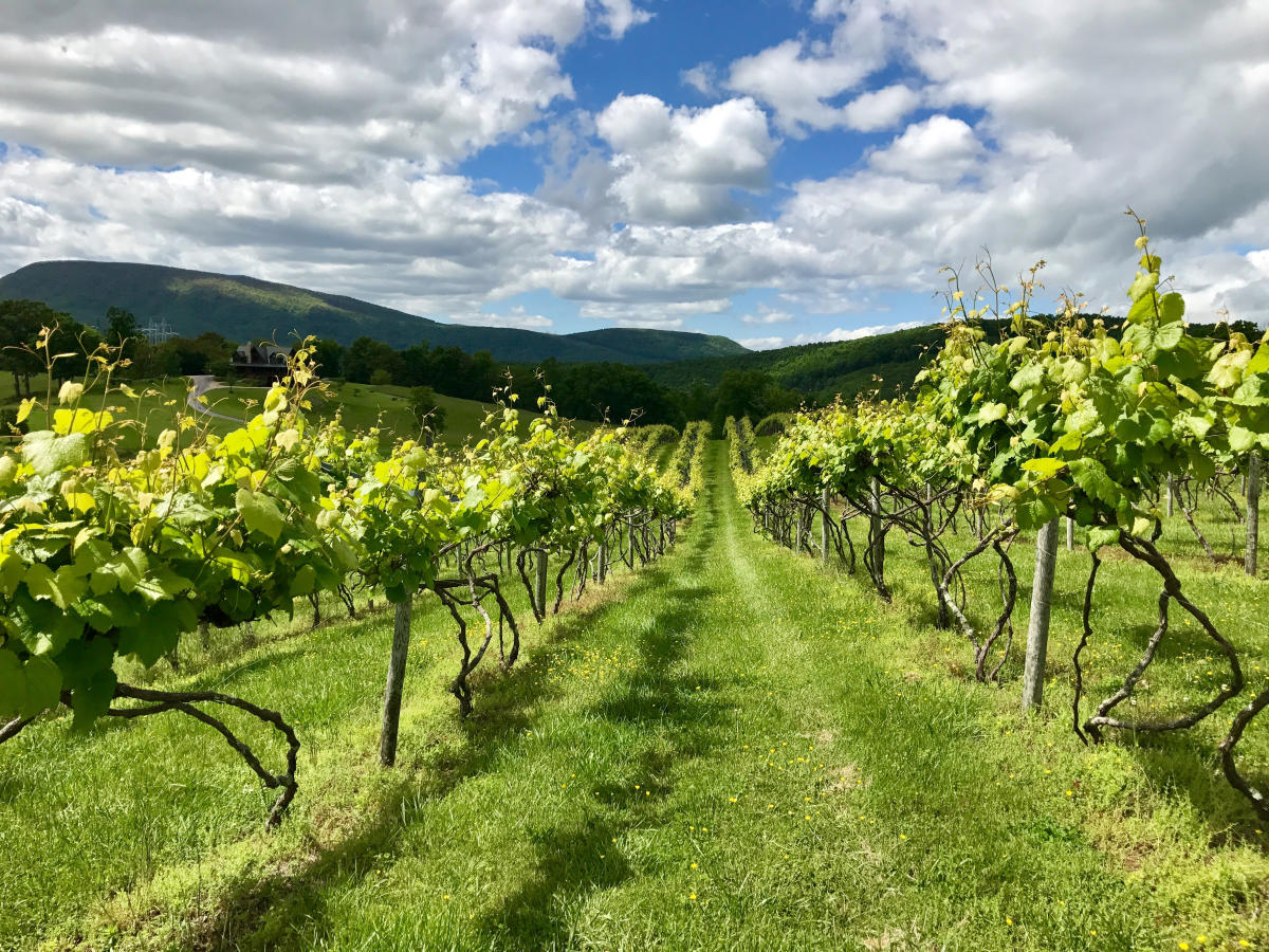 Lexington Valley Vineyard