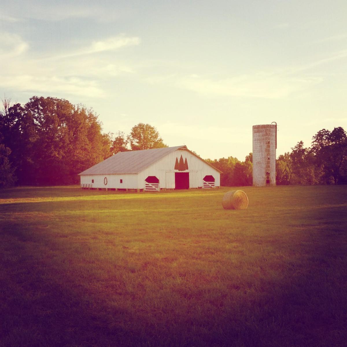 Claybrooke Farm Christmas Trees