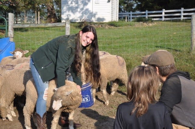 Inglewood Farm Sheep Experience