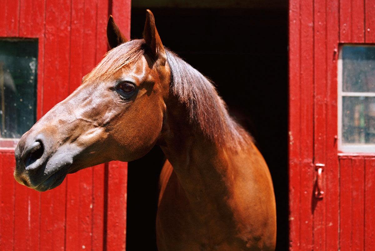 White Rock Stables