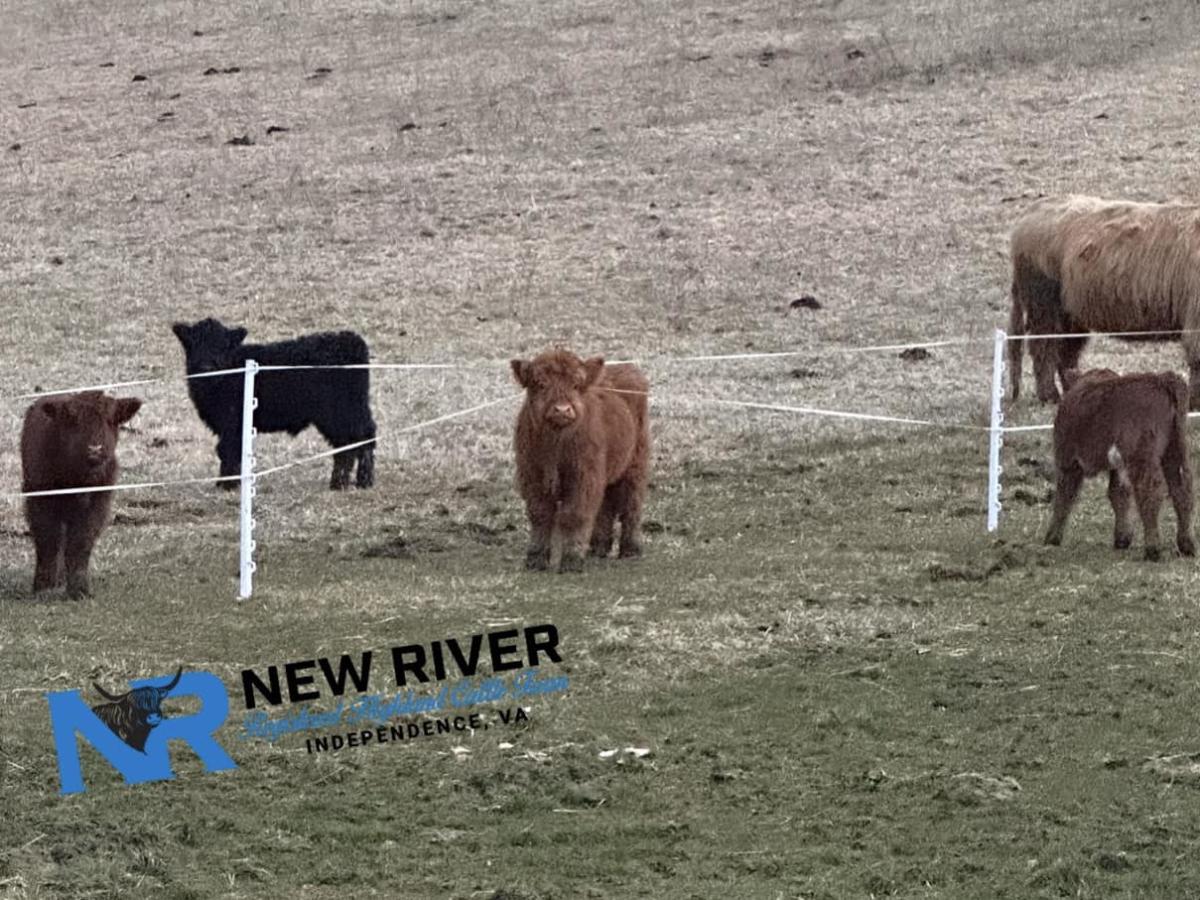 New River Highland Cattle Farm