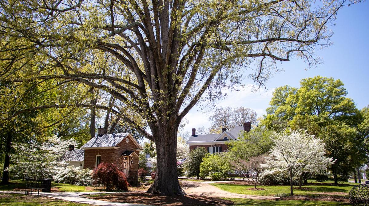 Remarkable Tree of Virginia