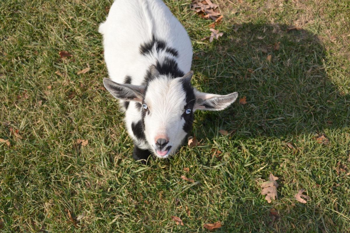 The Little Goat Farm at the Lake