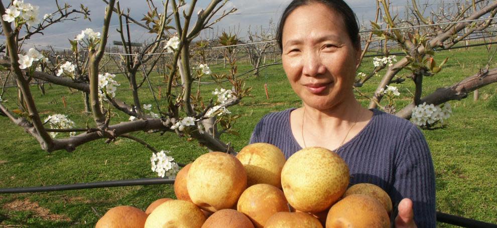 Virginia Gold Orchard