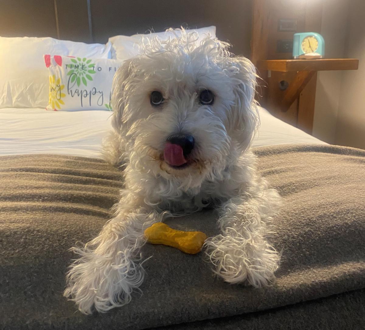 Pooch Package at The Western Front Hotel St. Paul