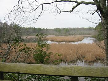 Bush Mill Stream Natural Area Preserve