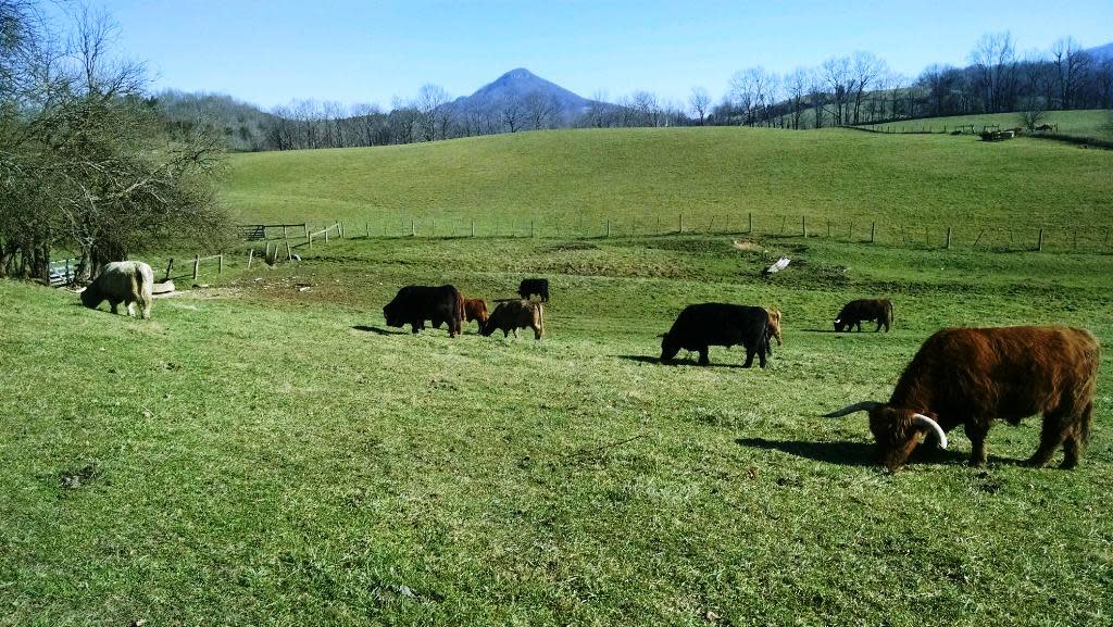 Wardell Farm Grass Finished Beef